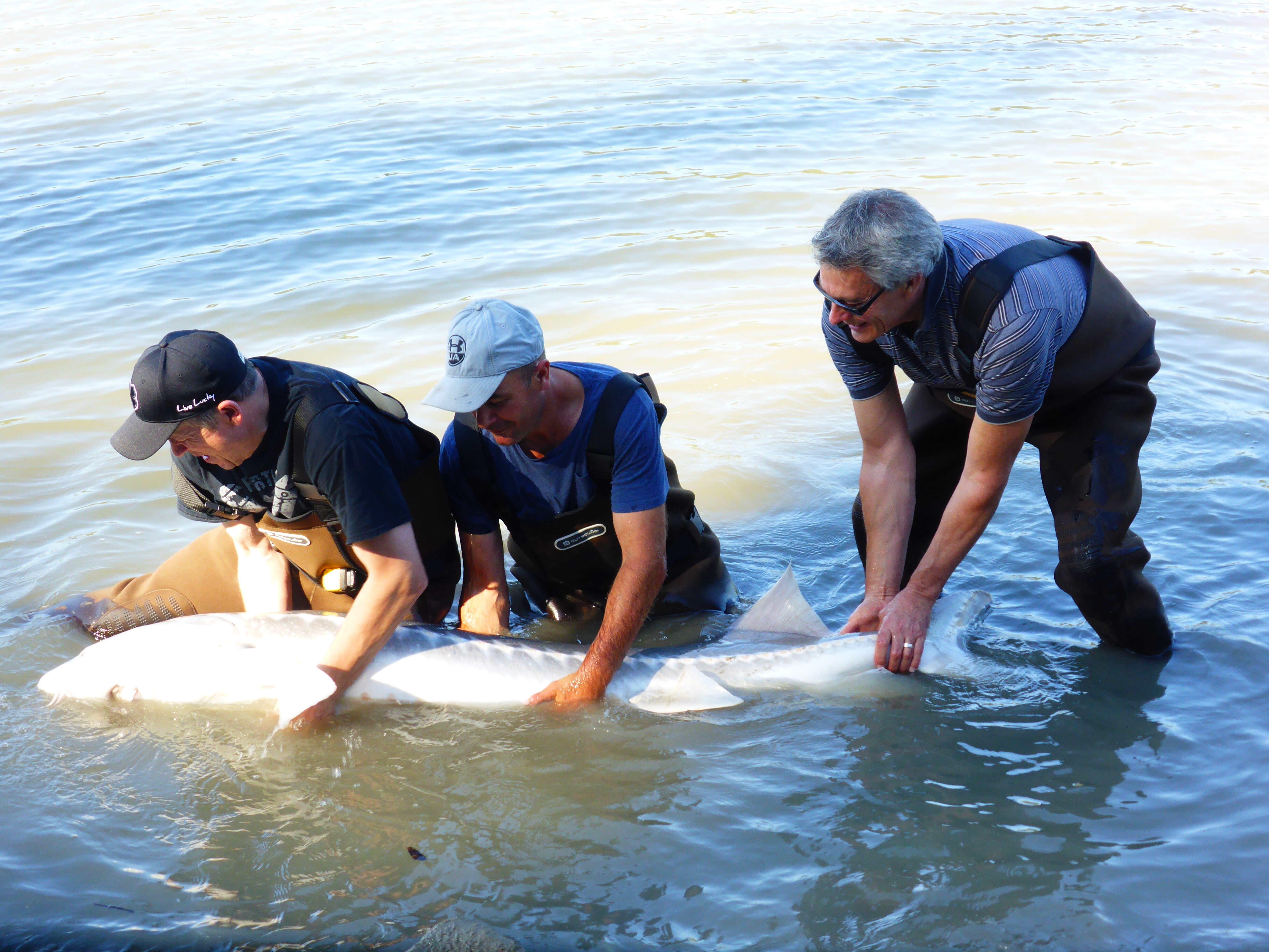 Our Sturgeon Fishing BC Prices - Fraser River Sturgeon Fishing